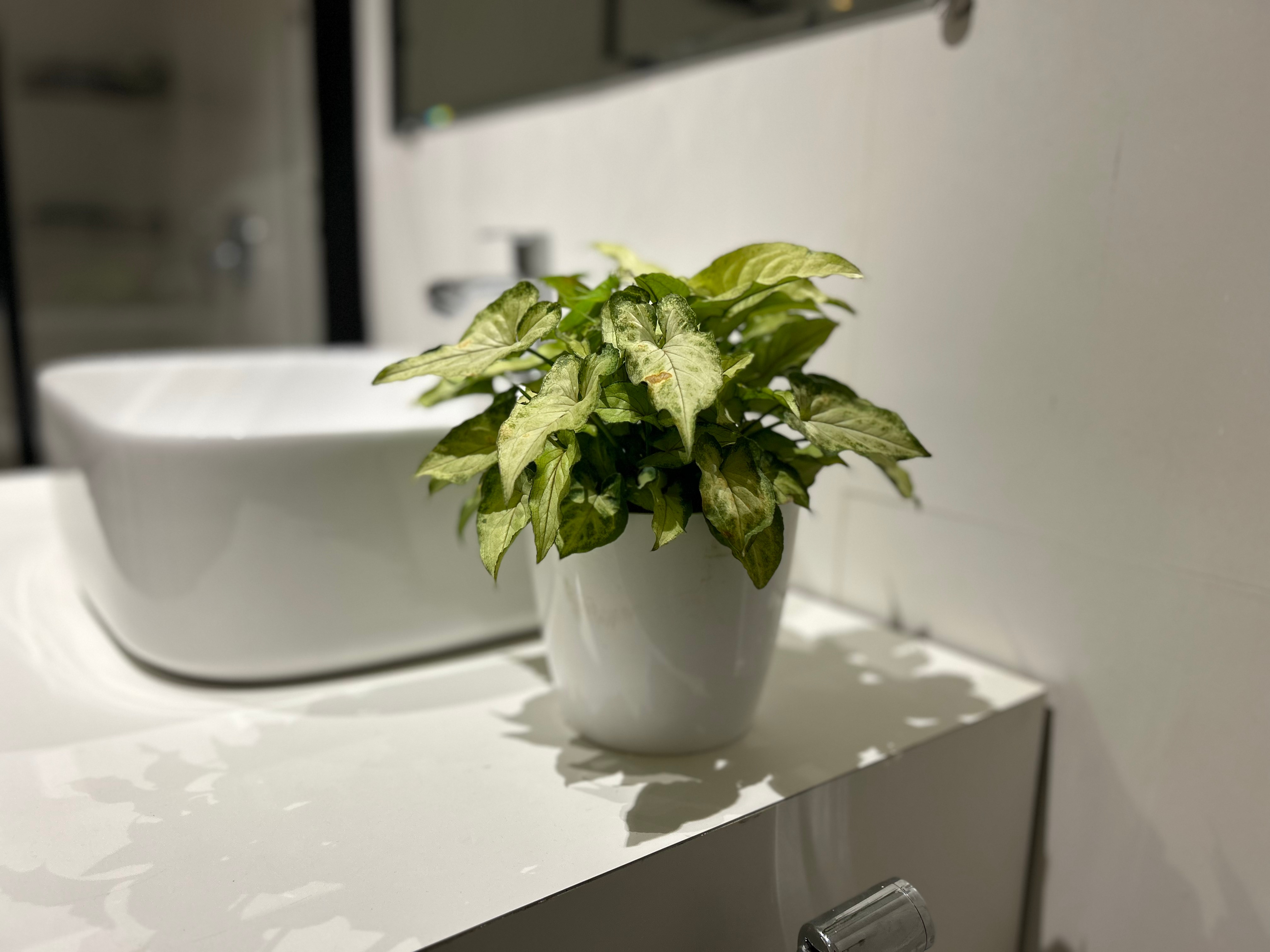 The Alchemist House Hotel Rishikesh - Reviews, Photos & Offer