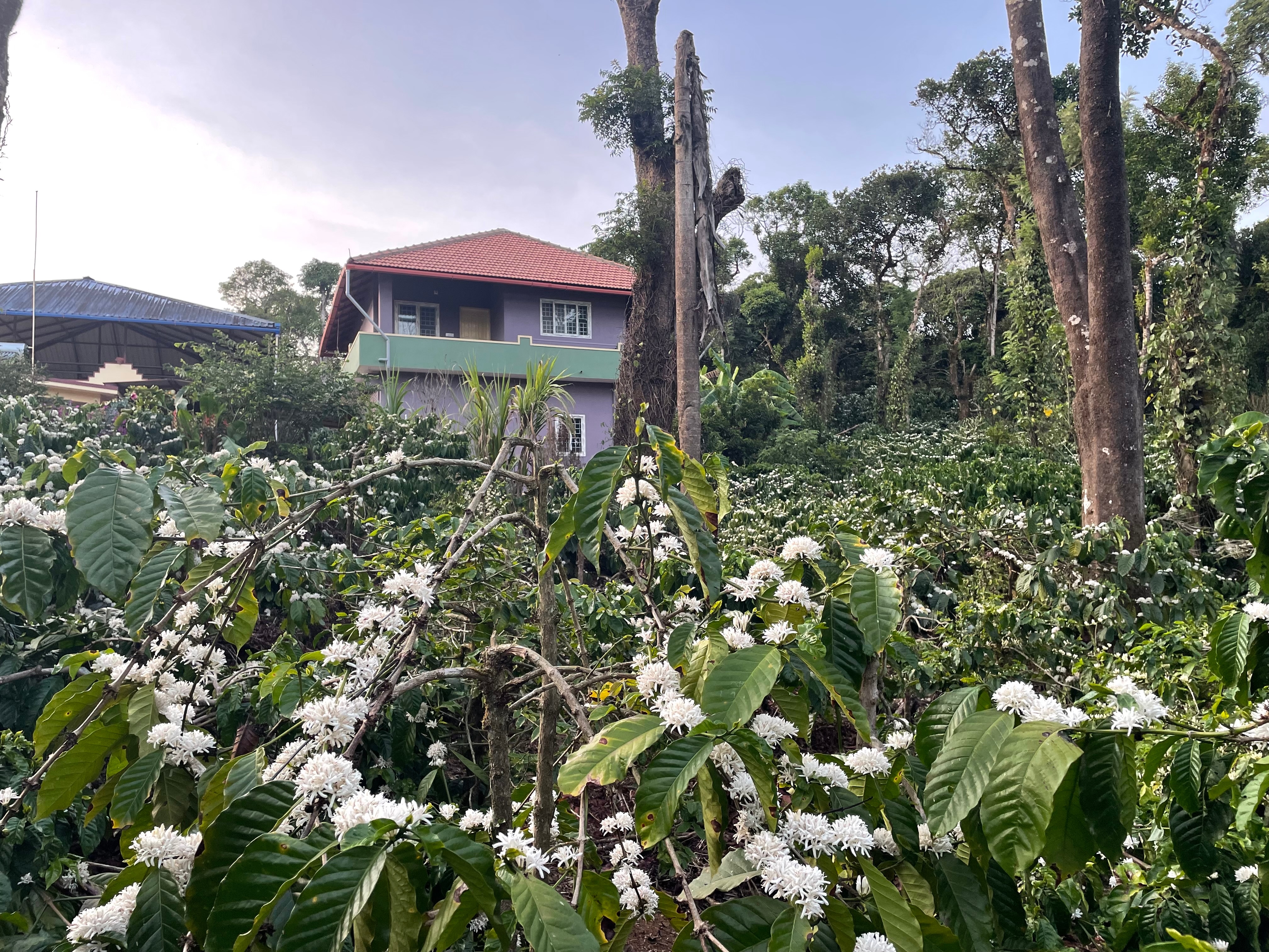 The Perch 𝗕𝗢𝗢𝗞 Coorg Homestay